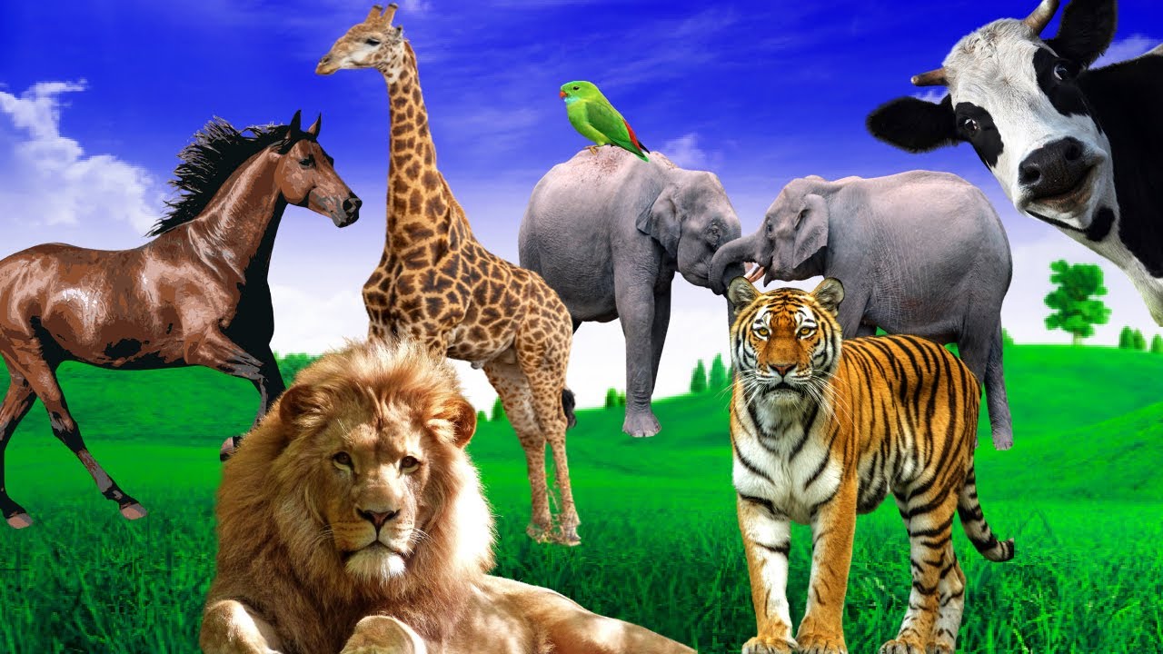 Belajar mengenal nama dan suara binatang | kuda,sapi,harimau,gajah ...