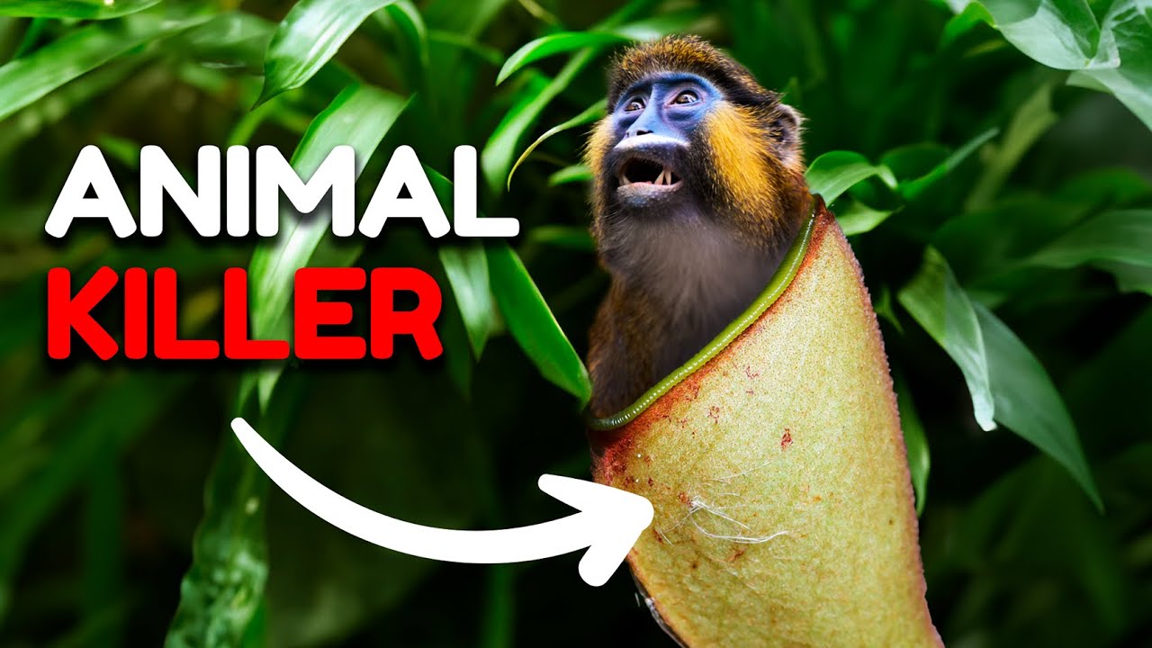 Deadly Plants That Eat Animals - YouTube