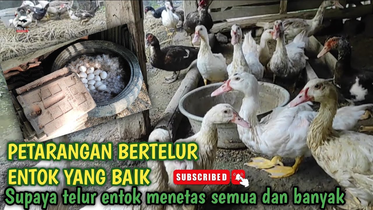 PETARANGAN BERTELUR ENTOK SUPAYA NYAMAN DAN BANYAK TELURNYA || CARA ...