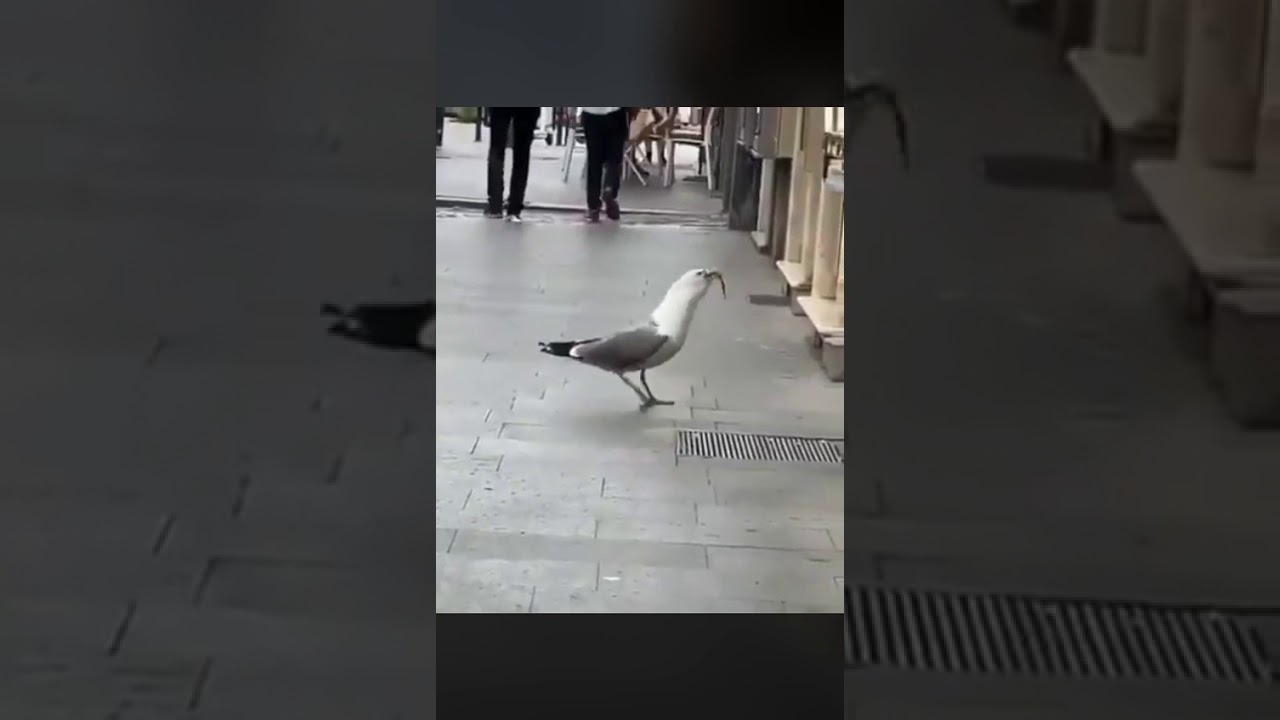 Seagull swallowing a Rat whole - YouTube