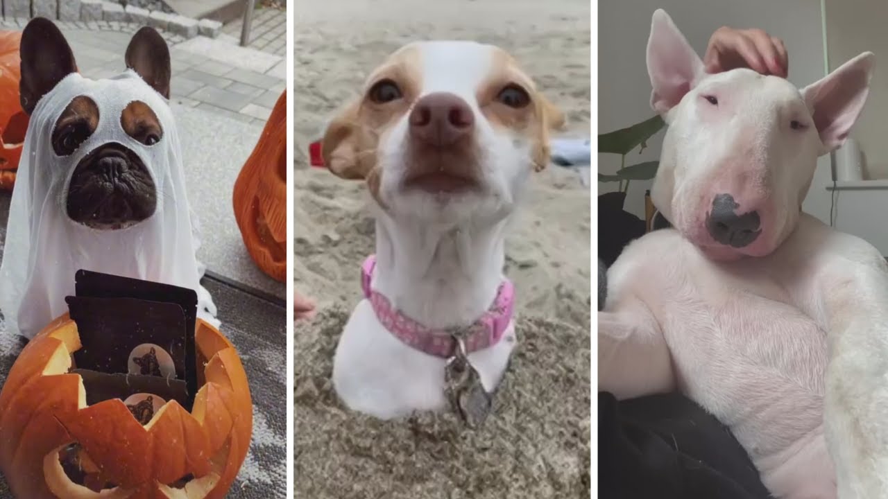 Best of Puppies and Dog Videos! (Adorable Compilation) - YouTube