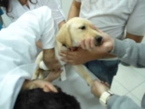 Bandagem de Velpeau - YouTube