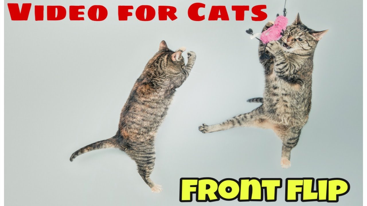 How to Front Flip😱| Cute Cat Funny Movement | How to Learn Front Flip ...