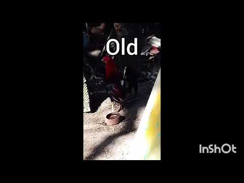 Mtrcb Spg Indonesia Ver