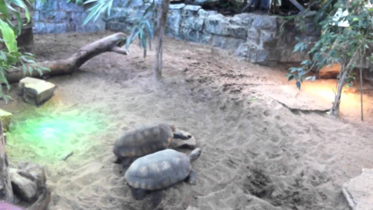 Turtle Abuse - YouTube