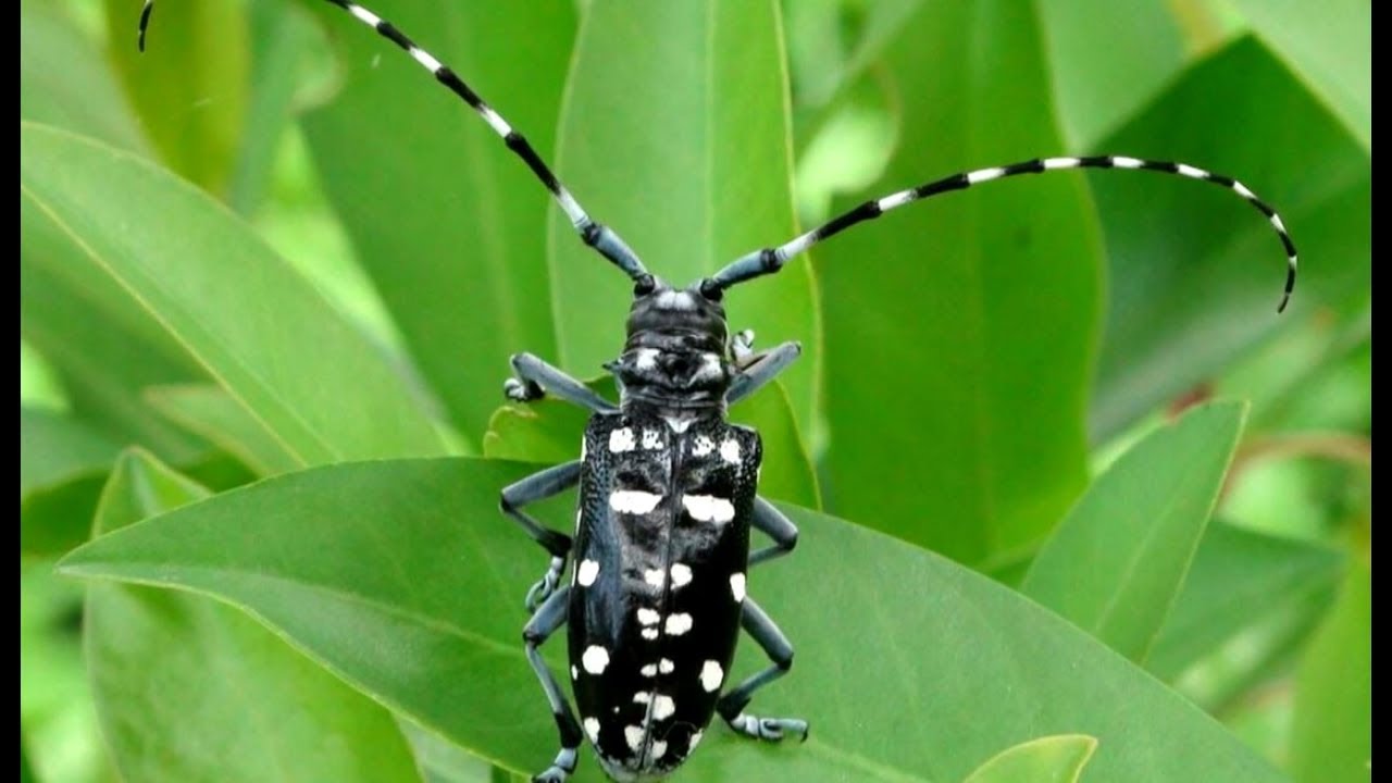 Invasive Species - Asian Longhorn Beetle - YouTube