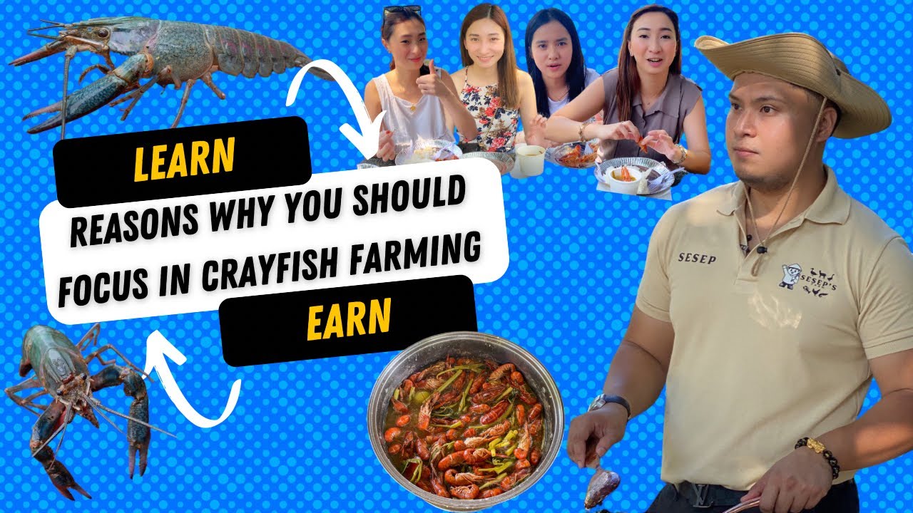 Reasons why you should focus in Australian Redclaw Crayfish Farming and ...