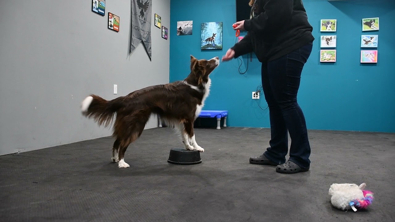 Dog Training - pivot bowl - YouTube