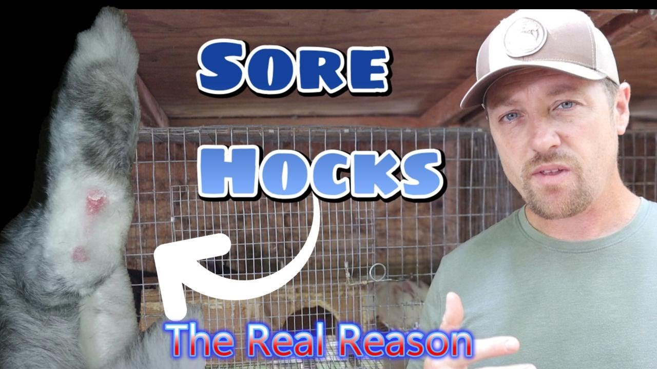 The Real Reason Rabbits Get Sore Hocks - YouTube