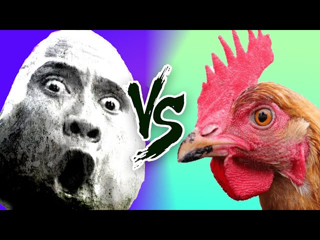 Rock Fight Meme