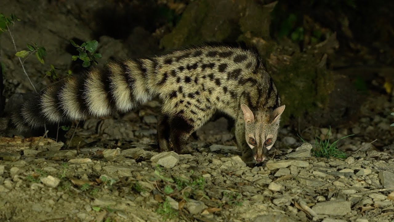 Common Genet in Spain foraging at night - YouTube
