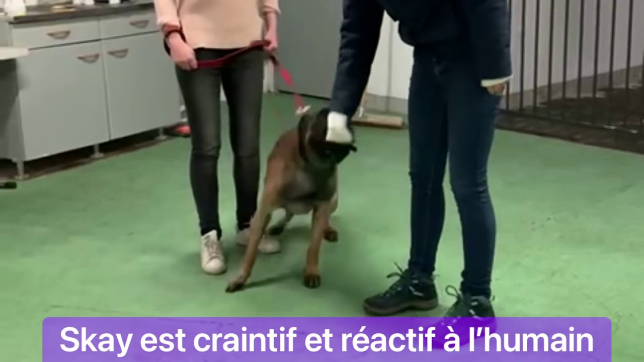 ⚠️ Travail de désensibilisation sur un chien craintif / agressif envers ...
