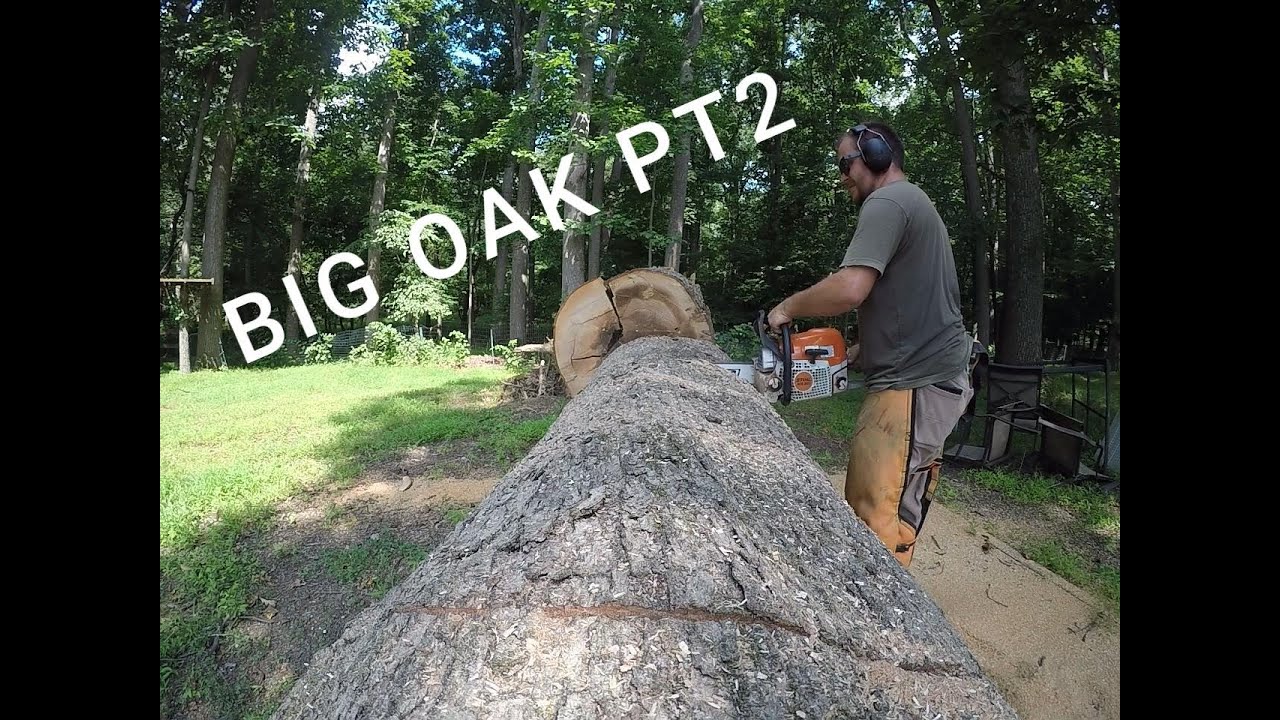 Big Oak Cleanup pt2 - YouTube
