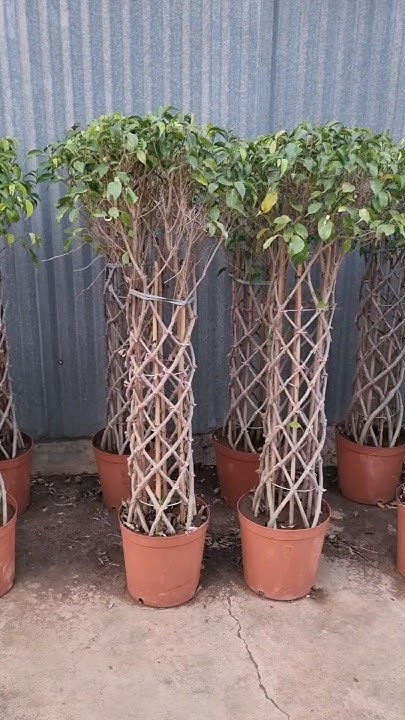 How to grow ficus benjamina #shorts - YouTube