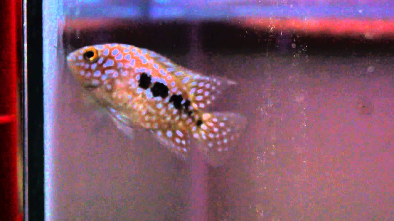 SUPER RED TEXAS - MEGA CICHLID - YouTube