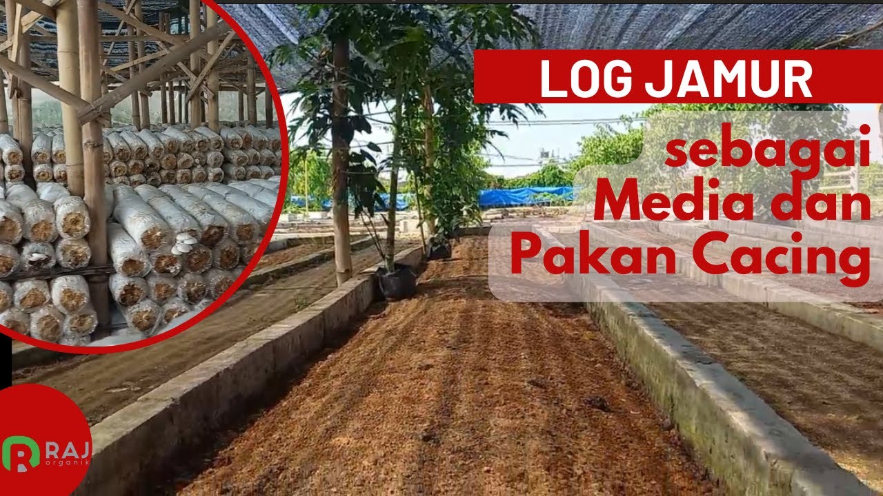 LOG JAMUR : MEDIA DAN PAKAN BUDIDAYA CACING - YouTube