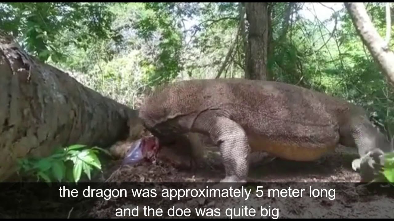 the most dangerous monster from Indonesia - YouTube