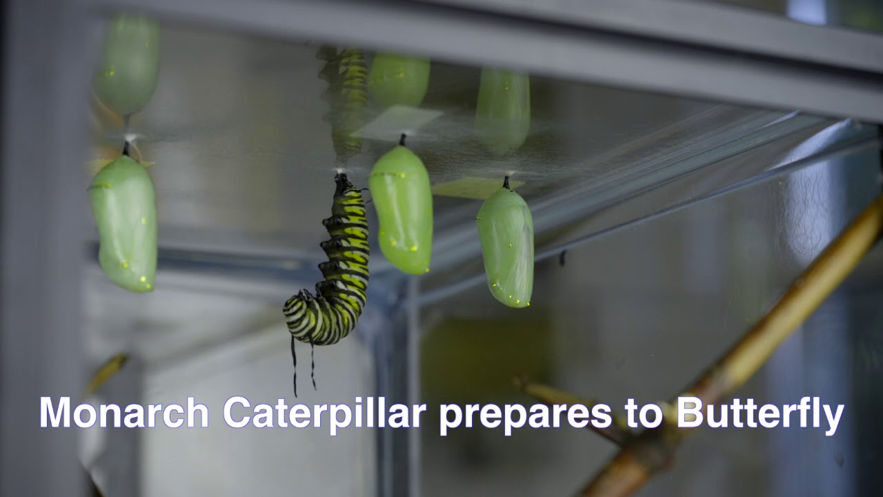 Monarch Caterpillar J (720p) - YouTube