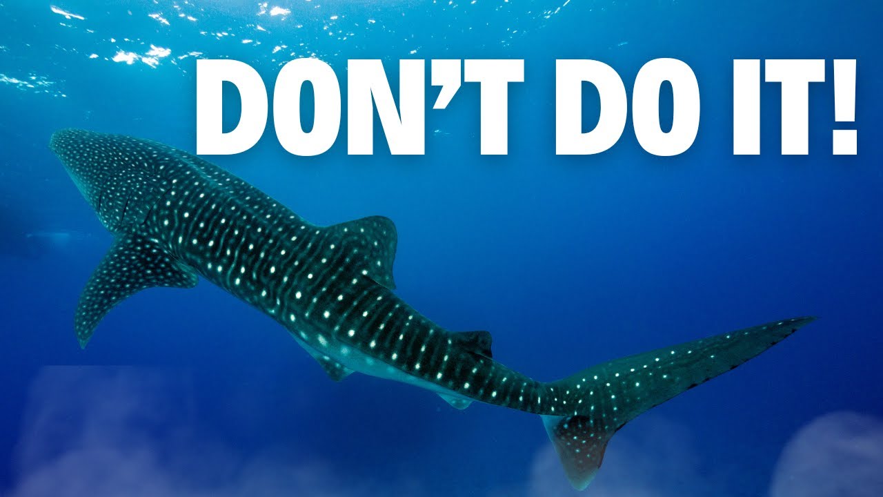 Diving with Oslob Whale Sharks - What Nobody Tells You About the ...