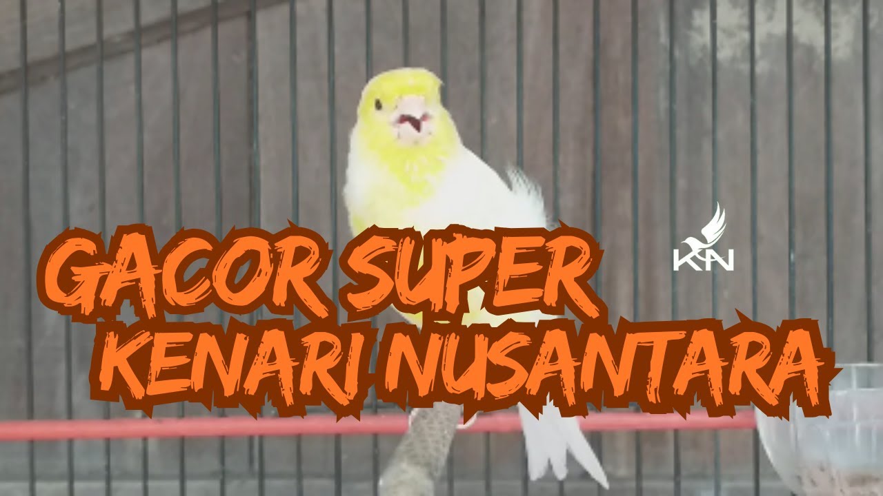 GACORAN SUPER KENARI NUSANTARA II MASTERAN AF SUPER - YouTube