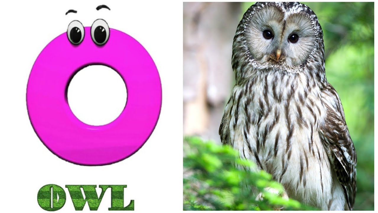 ABC Song | Birds🦉ABC Song | Phonics for Kids, Learn ABC, Baby Alphabet ...