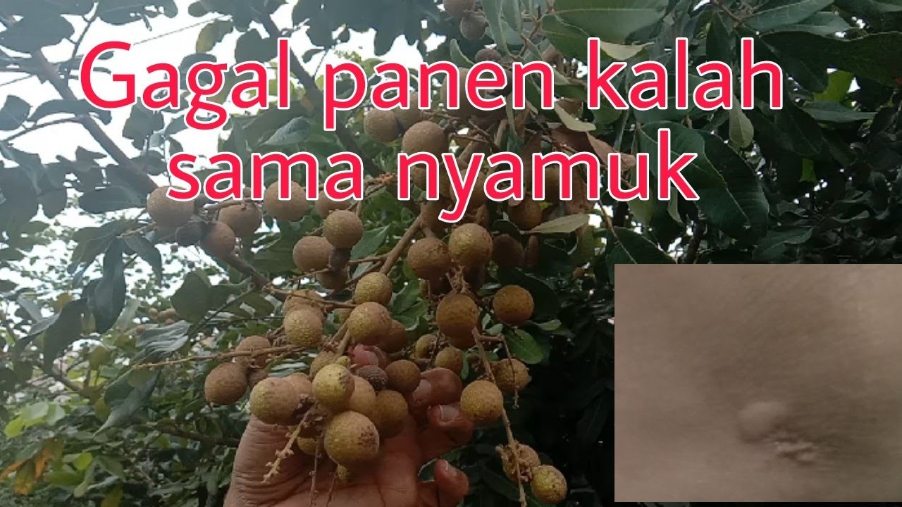 Kelengkeng masak ranum - YouTube