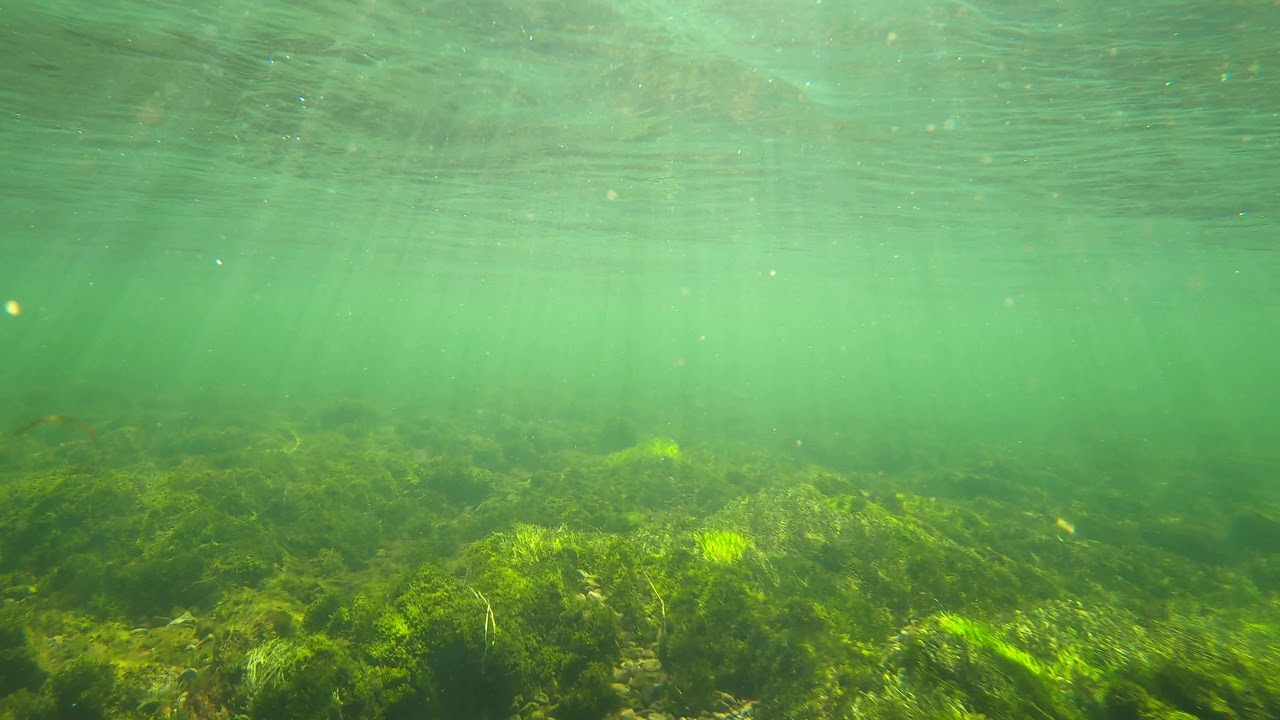 Shallow Under Water View - YouTube