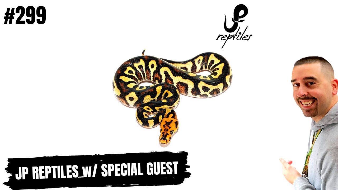 JP Reptiles talks overcoming obstacles in the Ball Python game | Trap ...