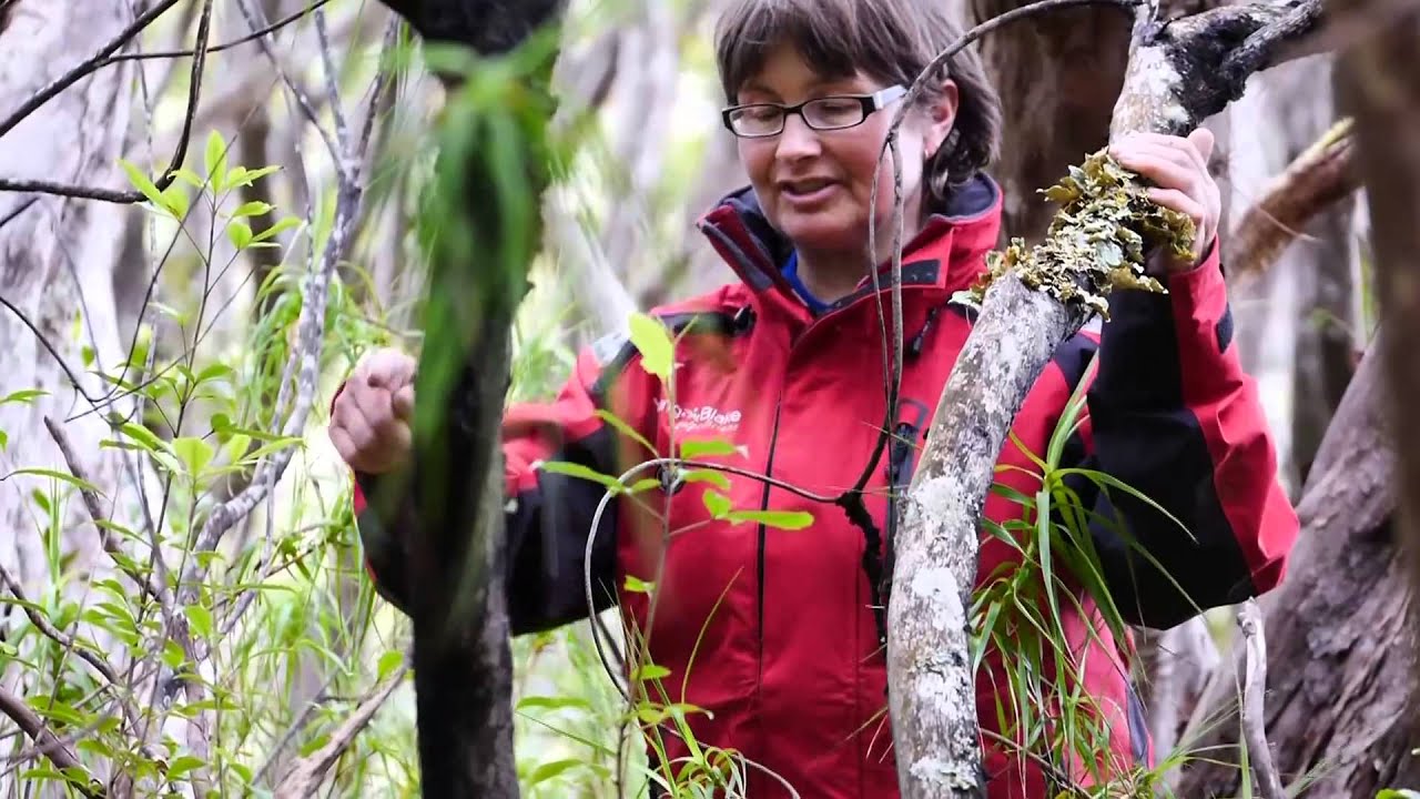 YBE Surveying Rata Tree with Dr Janice Lord - Feb 2014 - YouTube