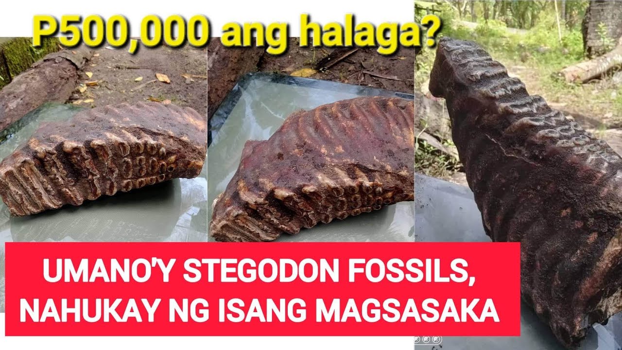Umano'y Stegodon fossils, nahukay ng isang magsasaka sa Mindanao - YouTube