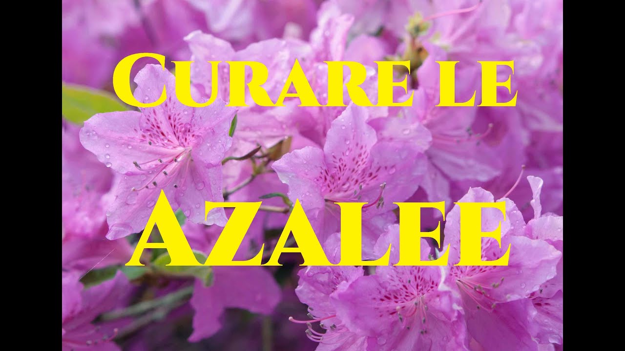 Come curare le Azalee Tutorial Giardinaggio Azalea japonica e indica ...