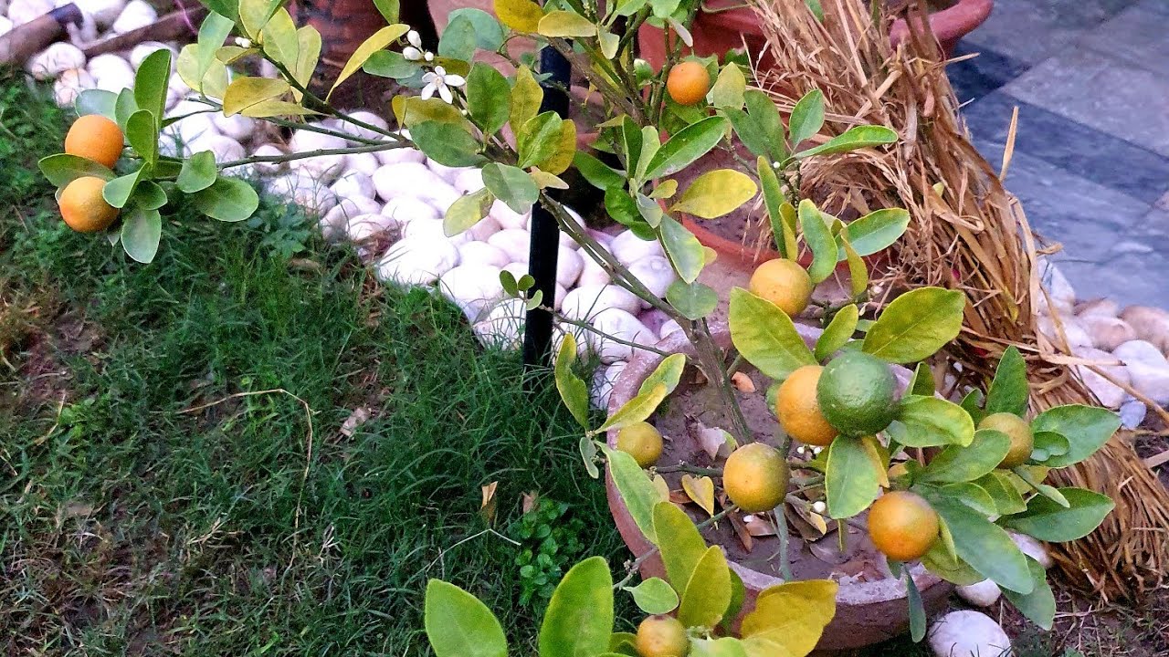 Narangi Plant 🪴 #Narangi #Citrus #Fruits #fungardening # ...