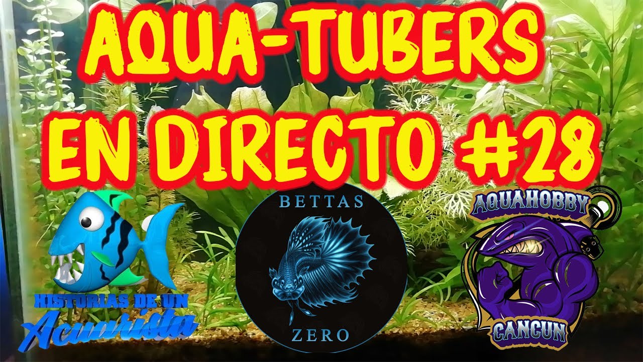 Aprendiendo de bettas con el canal Bettas Zero - YouTube