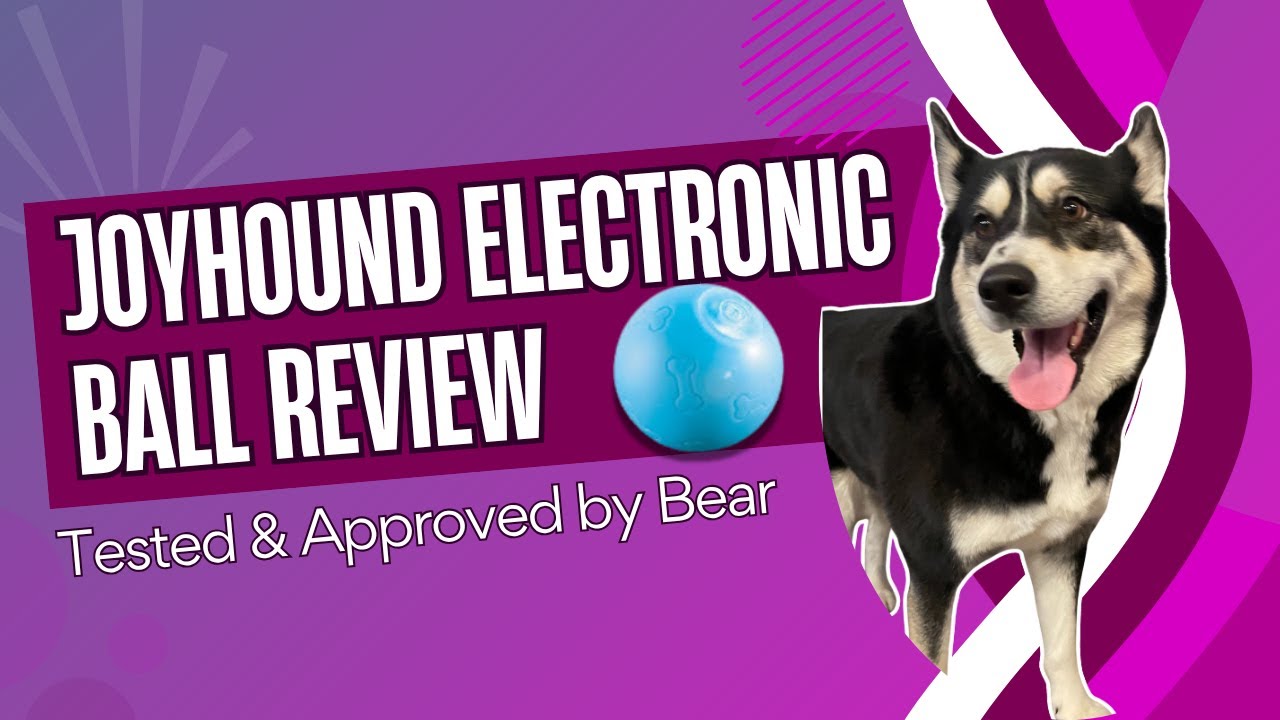 Joyhound Electronic Ball Review (Tested and approved by Bear) 🐶🎾💯 - YouTube