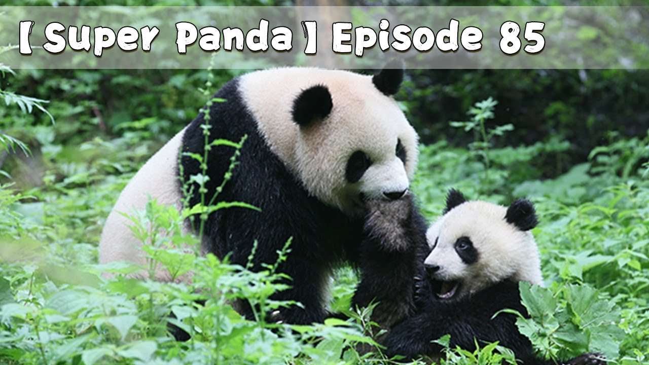 【Super Panda】Episode 85 | iPanda - YouTube