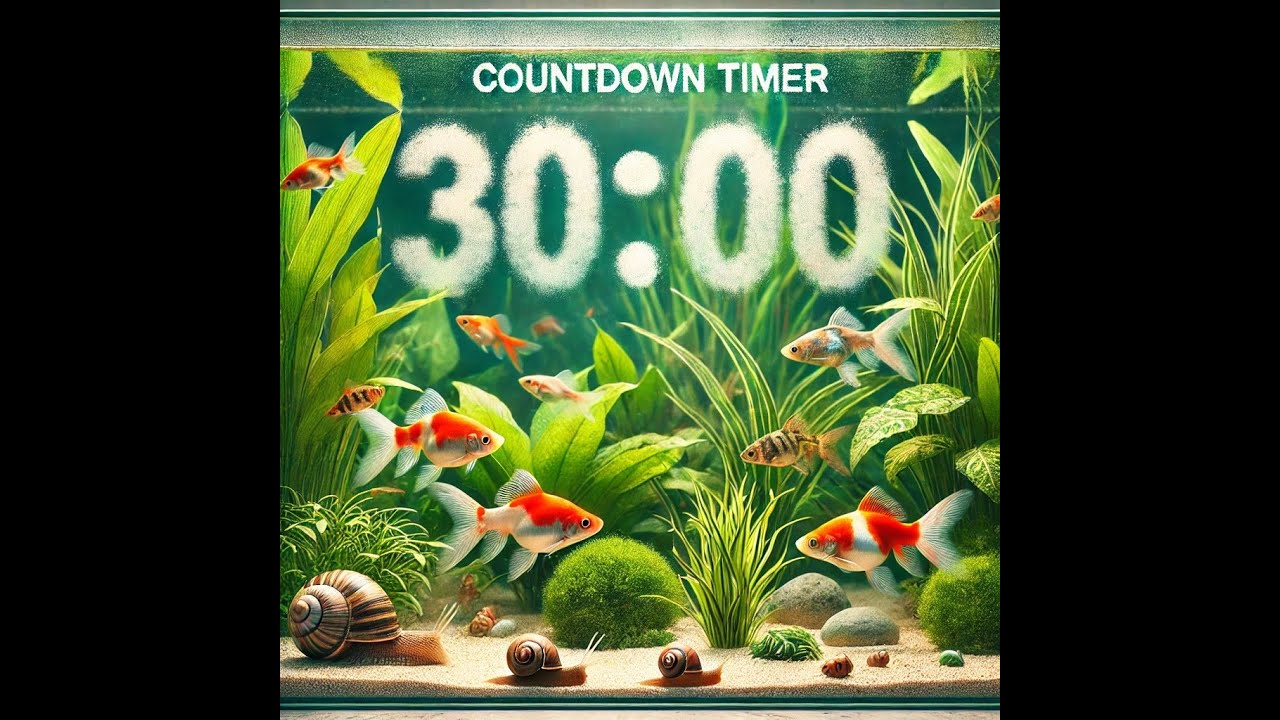 30 min - aquarium theme timer - no sound - YouTube