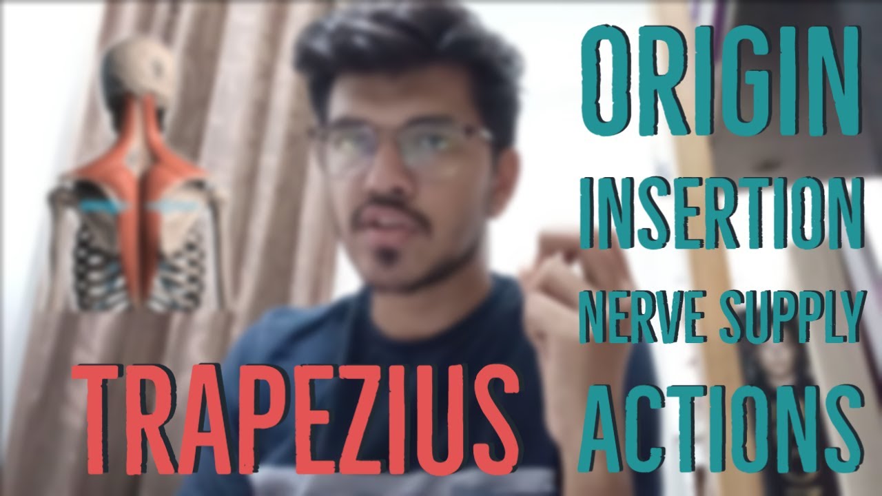 TRAPEZIUS MUSCLE-ORIGIN, INSERTION, NERVE SUPPLY & ACTIONS | TUSHAR ...