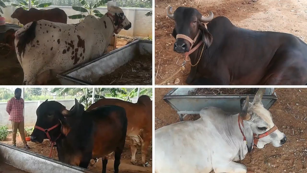Indigenous milk cattle breeds of India - YouTube