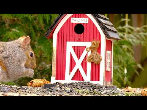 Homestead Squirrels - April 12, 2022