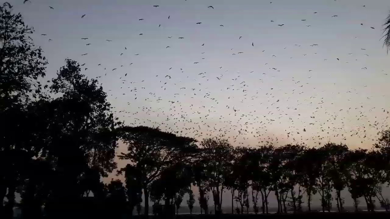 Beautiful Birds Flying Together - YouTube