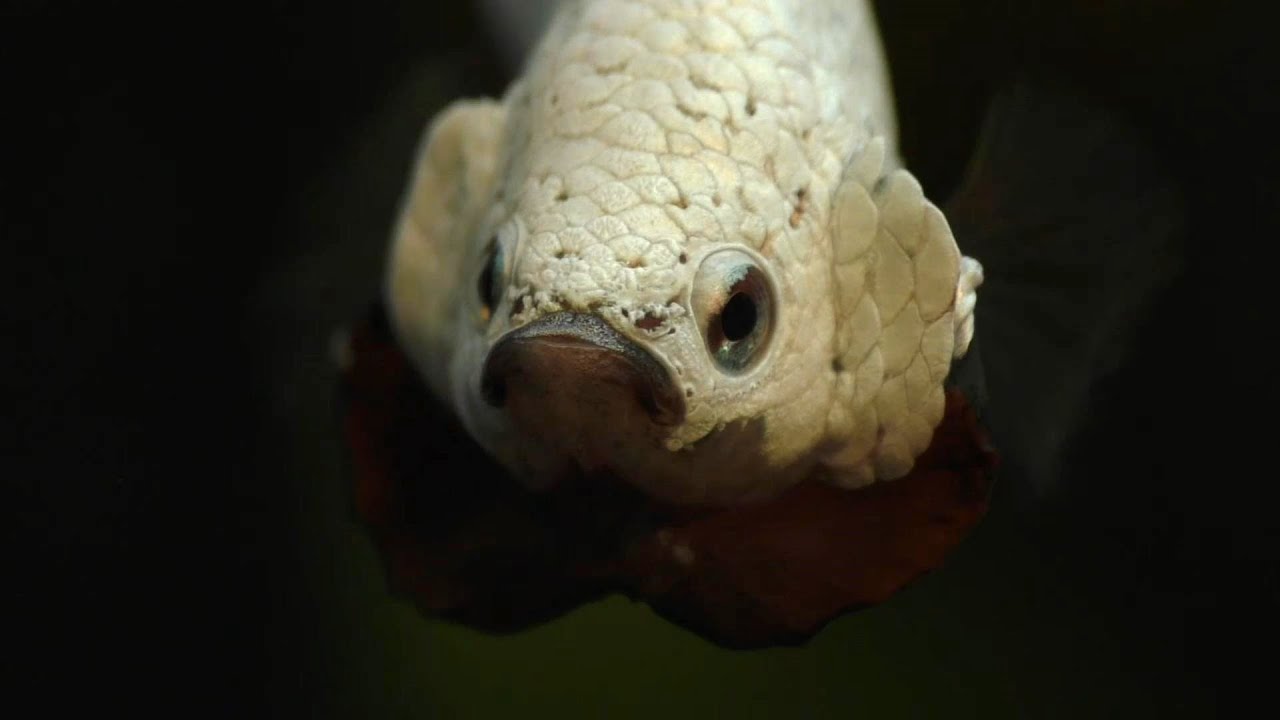 The Plakat Betta - The Most Aggressive Betta Fish - YouTube