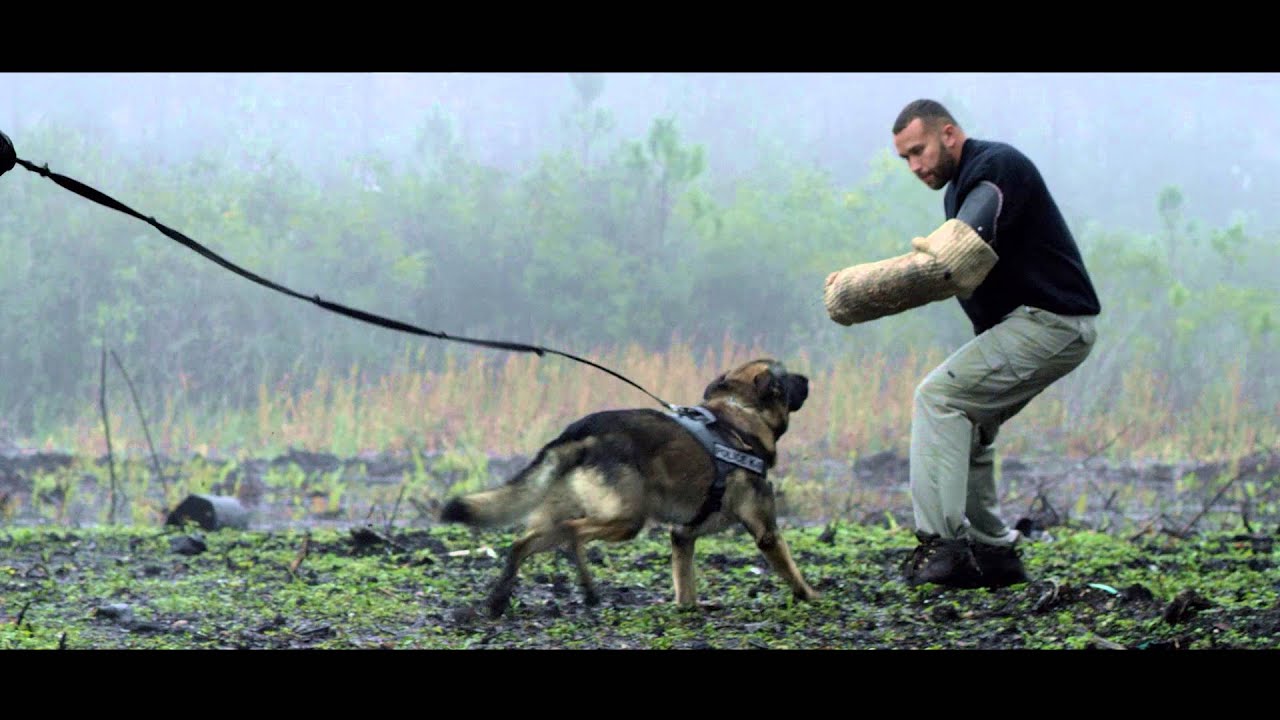 Bite Work - Short Clip - AMK9 Law Enforcement - YouTube