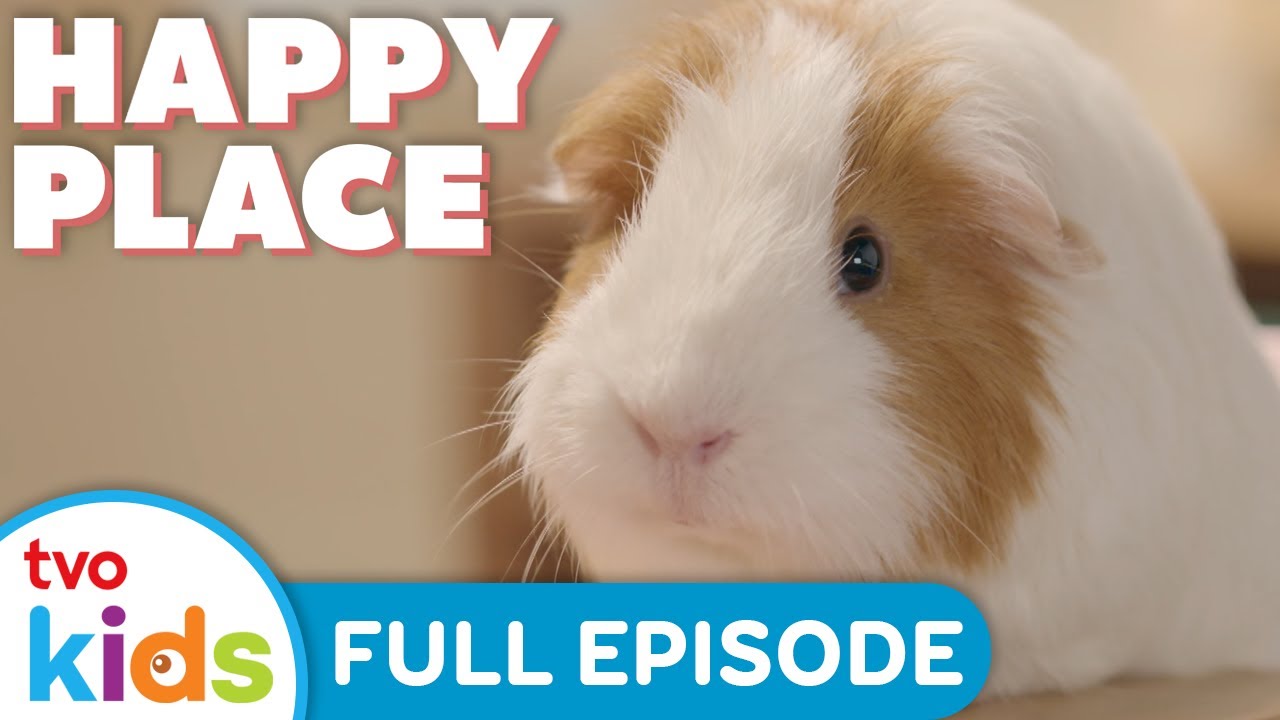 Say Hello 👋 | Happy Place 🐹 | Live, Laugh & Learn with Guinea Pigs 💕 ...