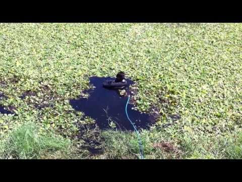 BBTS Black Water Diving, Diving Swamp Part 2