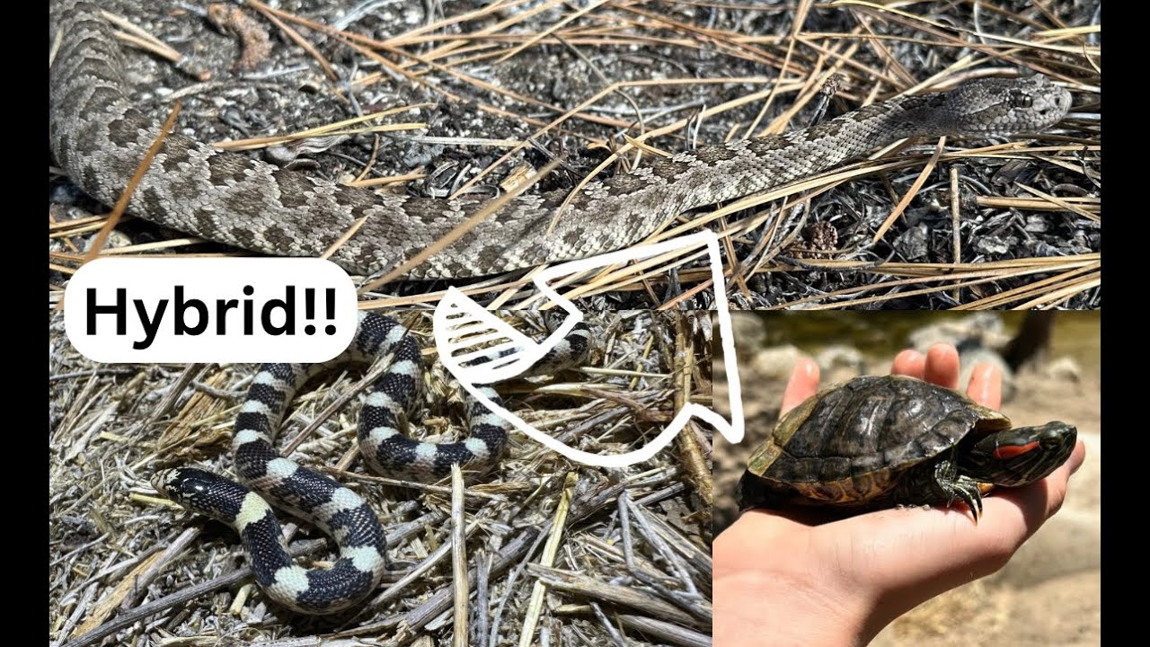 Bizarre Hybrid Rattlesnakes, almost a Kingsnake and more!! Herping ...