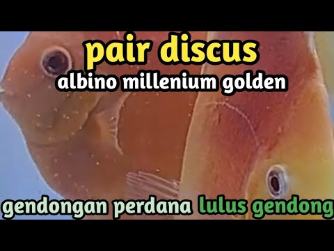 discus albino millenium golden gendongan perdana, semoga sehat-sehat ...