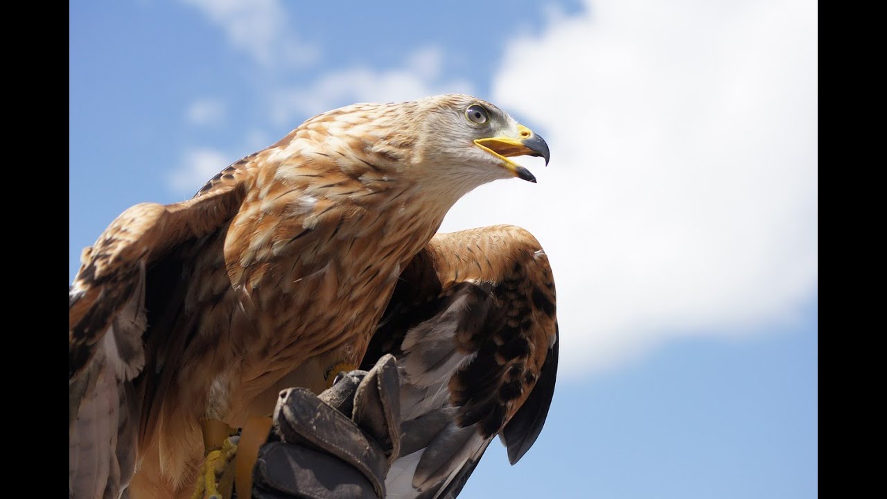 Eagles - YouTube