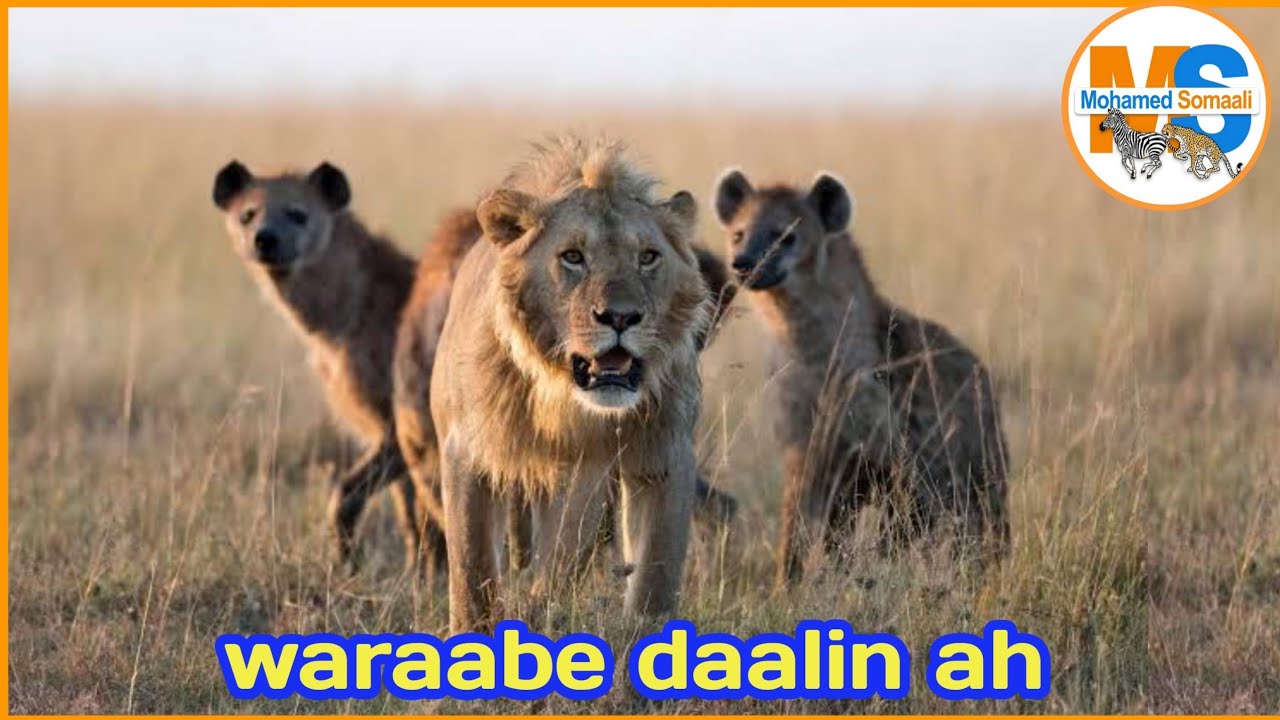 Waraabe daalin ah |Dhurwaa daalin ah | duurjoog | xayawaan - YouTube