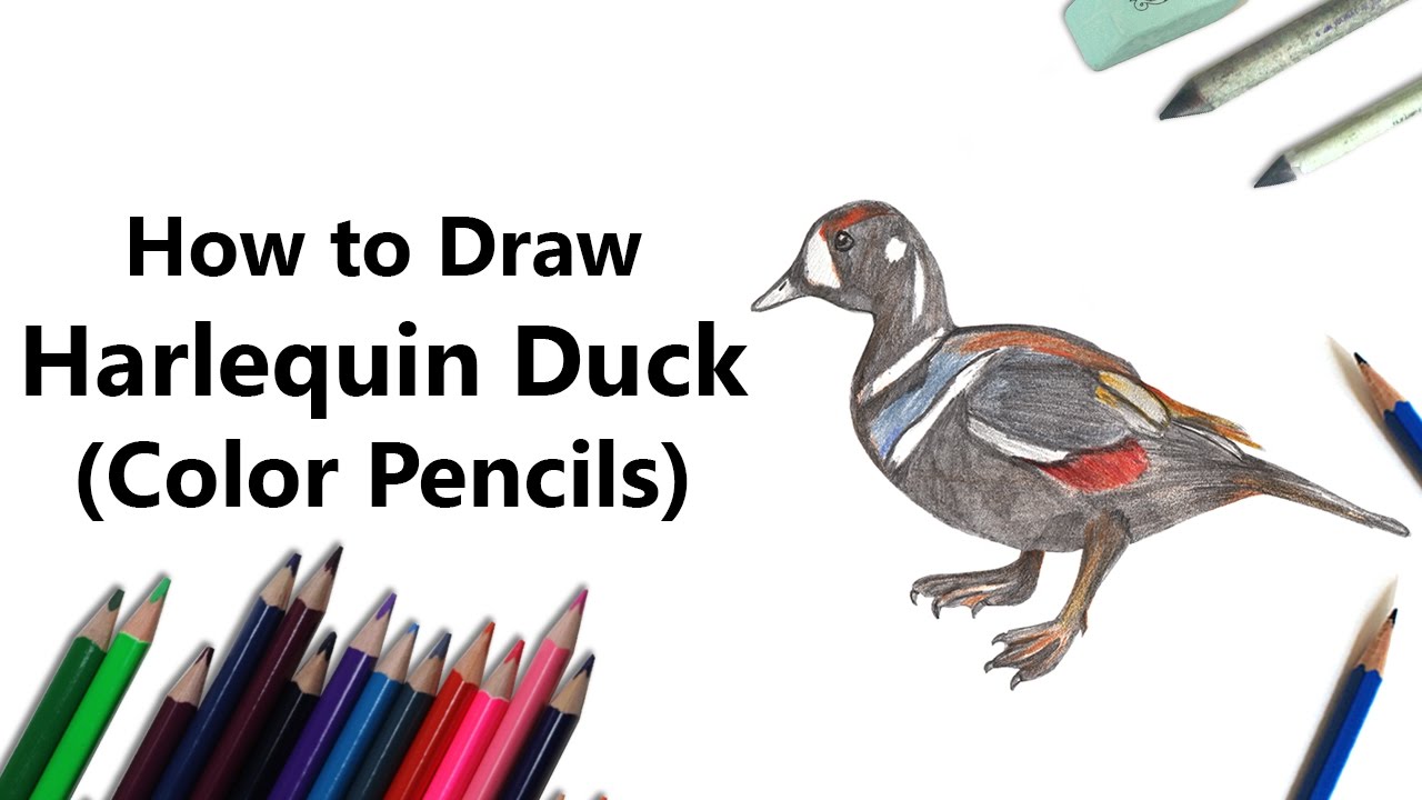 How to Draw a Harlequin Duck with Color Pencils [Time Lapse] - YouTube