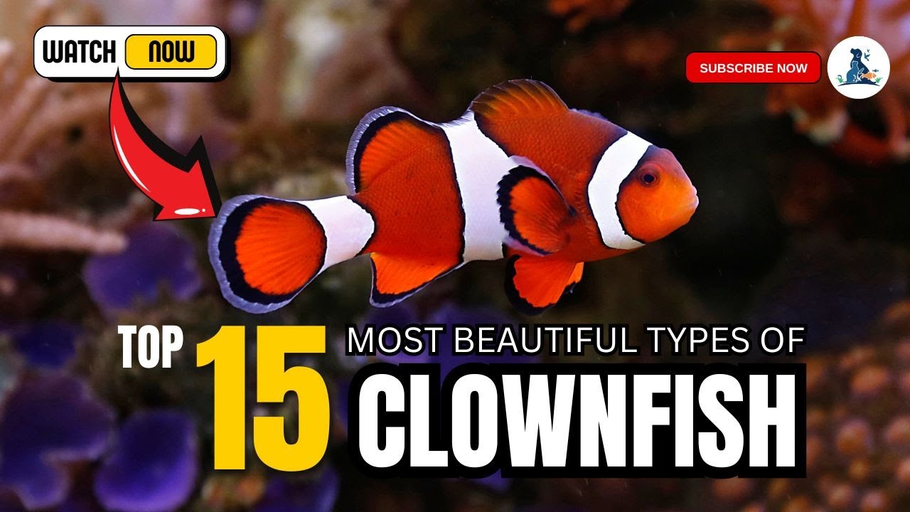 15 Most Stunning Clownfish (Nemo Fish) Species for Your Dream Aquarium ...